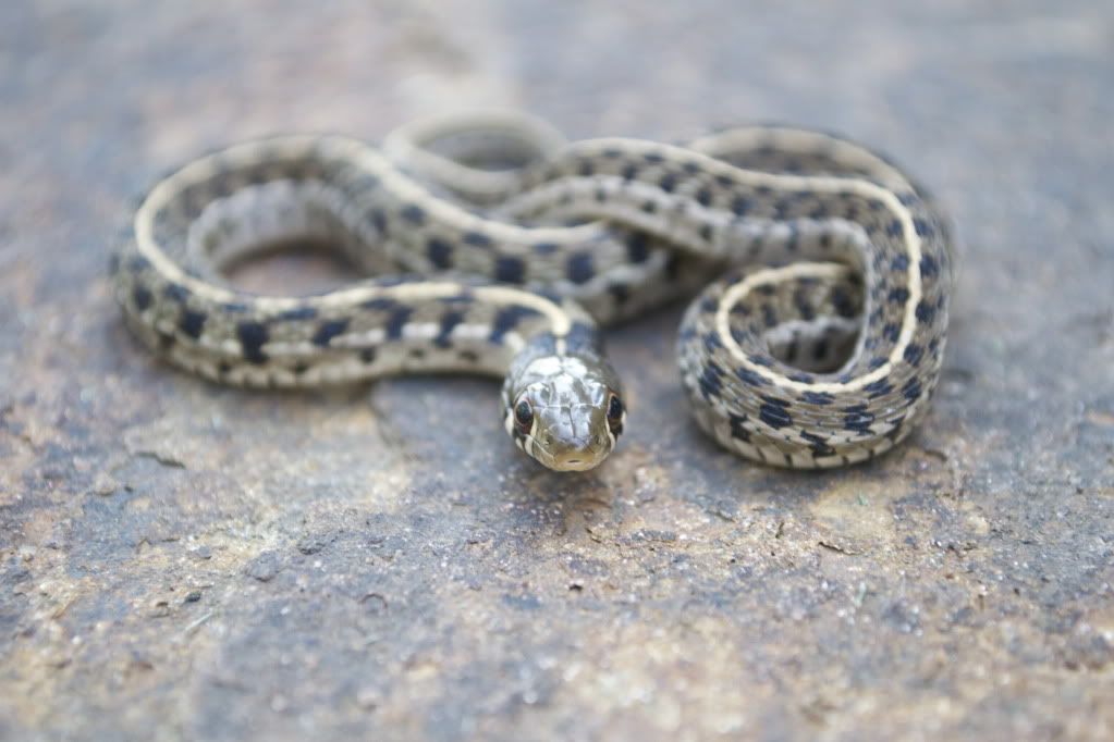 Hill Country Small Town Herping. - Field Herp Forum