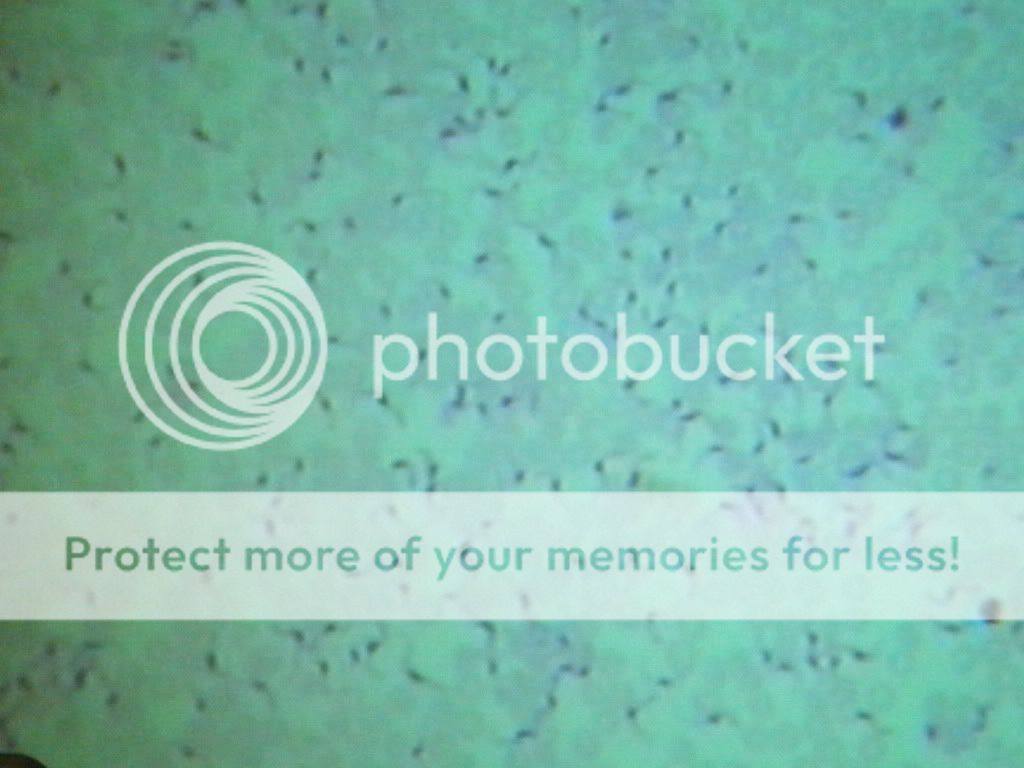 Zoomastigophora - Alchetron, The Free Social Encyclopedia